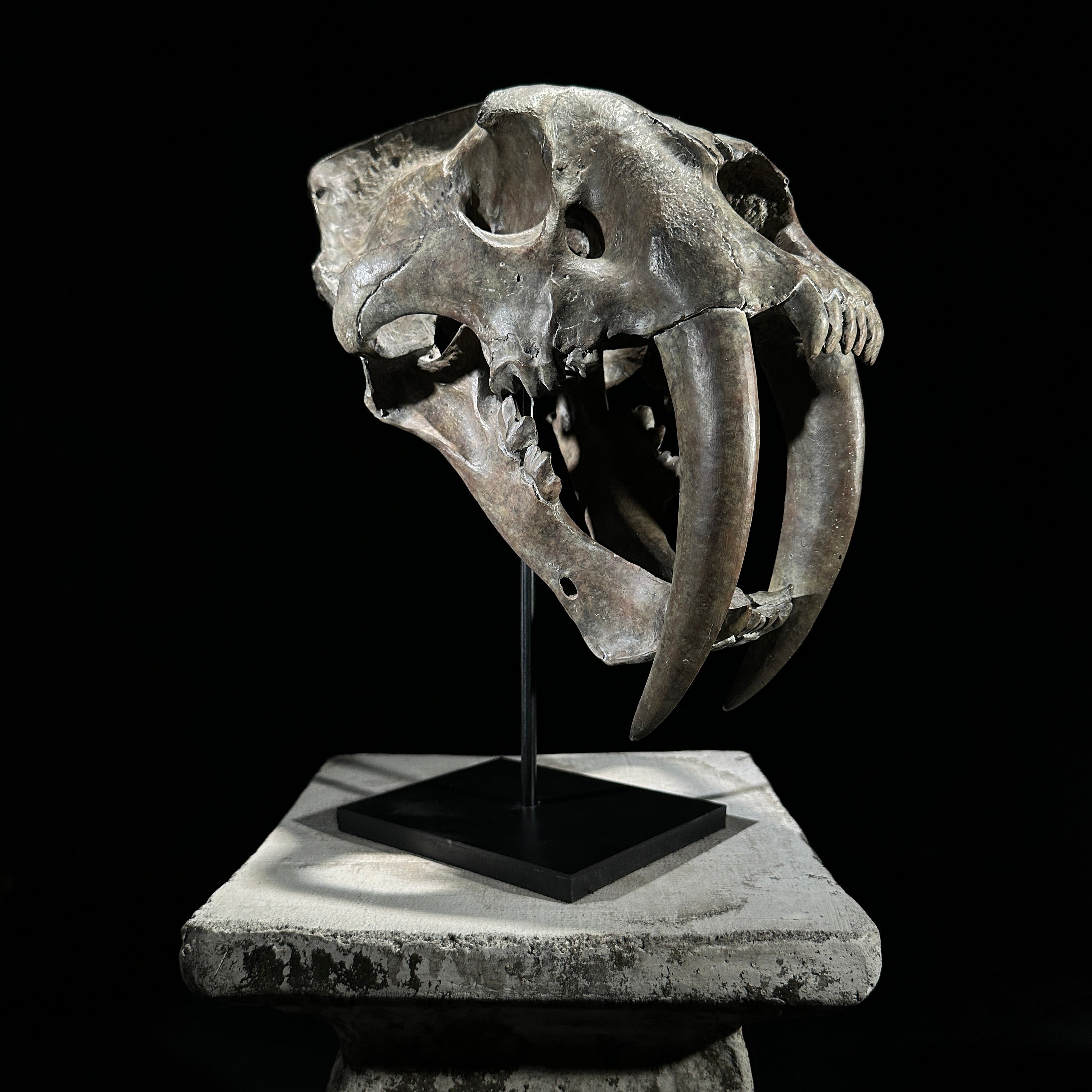 Saber Tooth Tiger Skull Brown - RS019 – Archive Fifty-Five